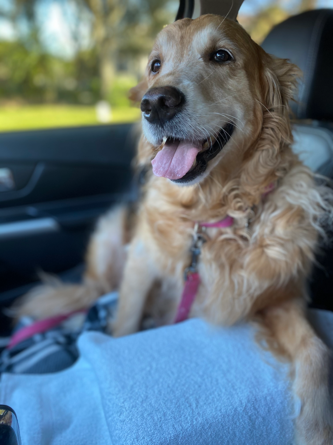 Advanced Veterinary Care Center