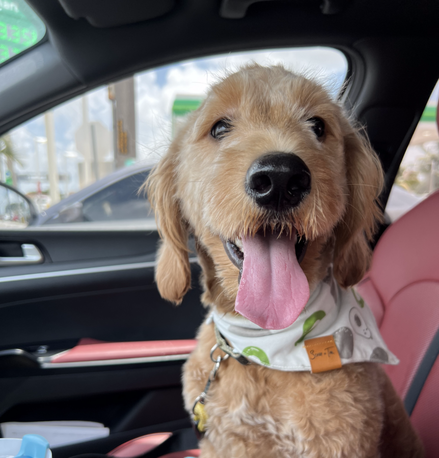 Common Parasite Leads to Seizure For A Mini Golden Doodle - Best ...