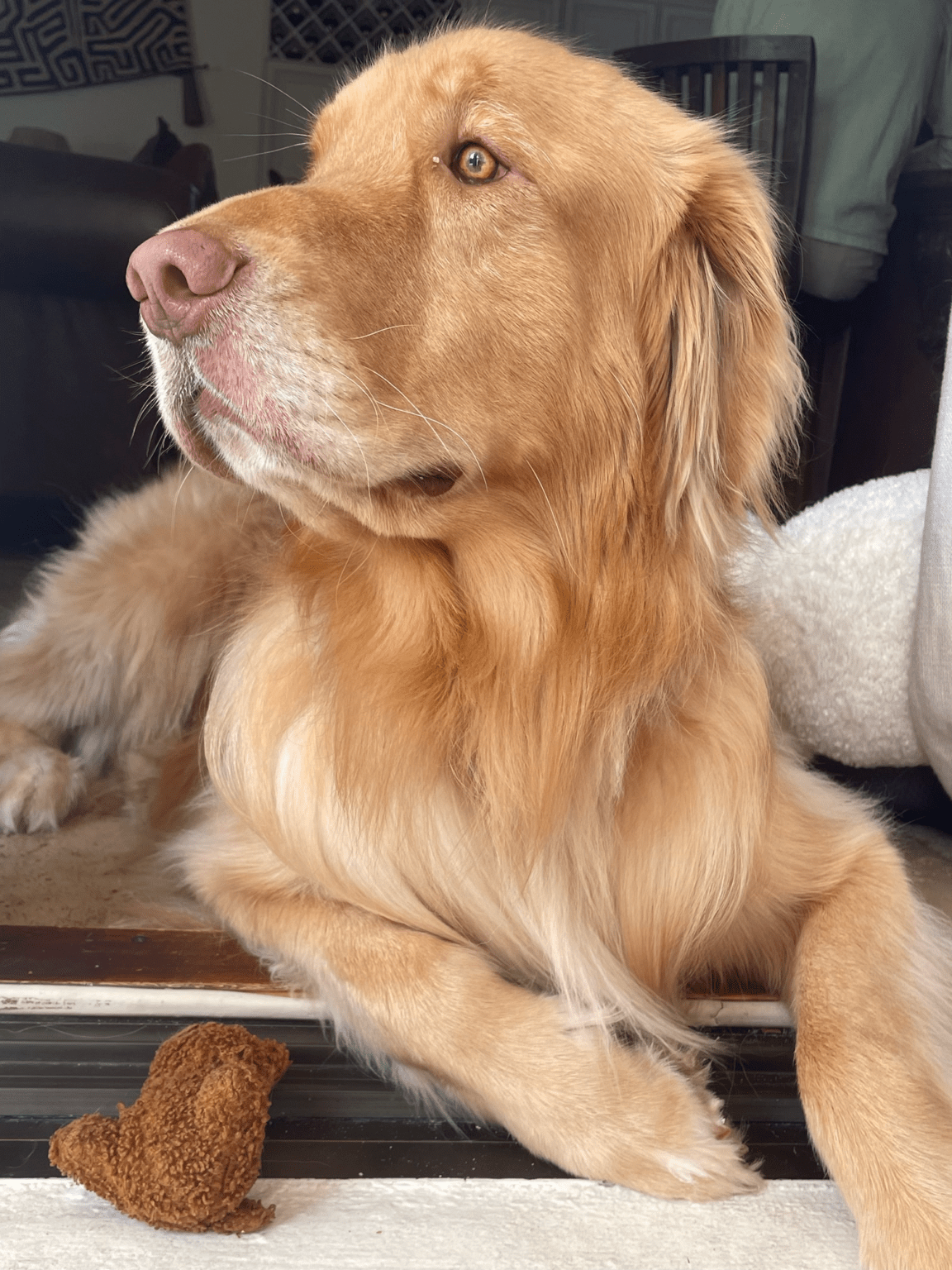 Heatstroke Leads to Near Fatal 109° Fever For Golden Retriever - Best ...